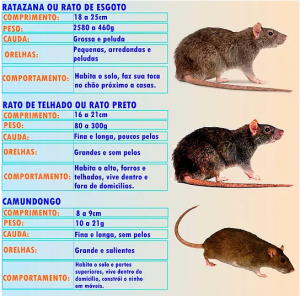 AS PRINCIPAIS DIFERENÇAS ENTRE OS RATOS – Hajax Dedetizadora